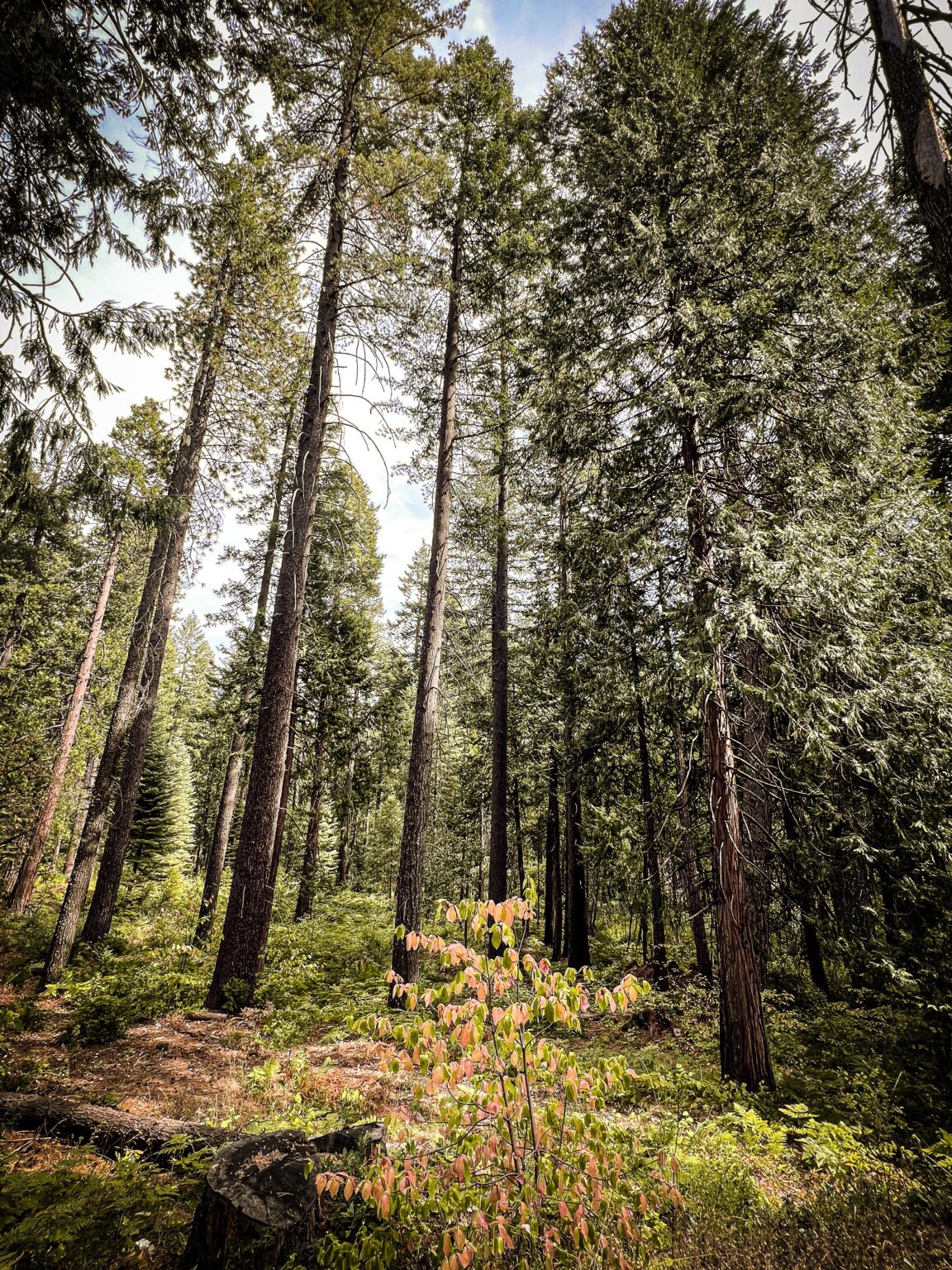 Forest Management - The California Forest Foundation