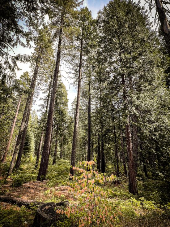 Forest Management - The California Forest Foundation