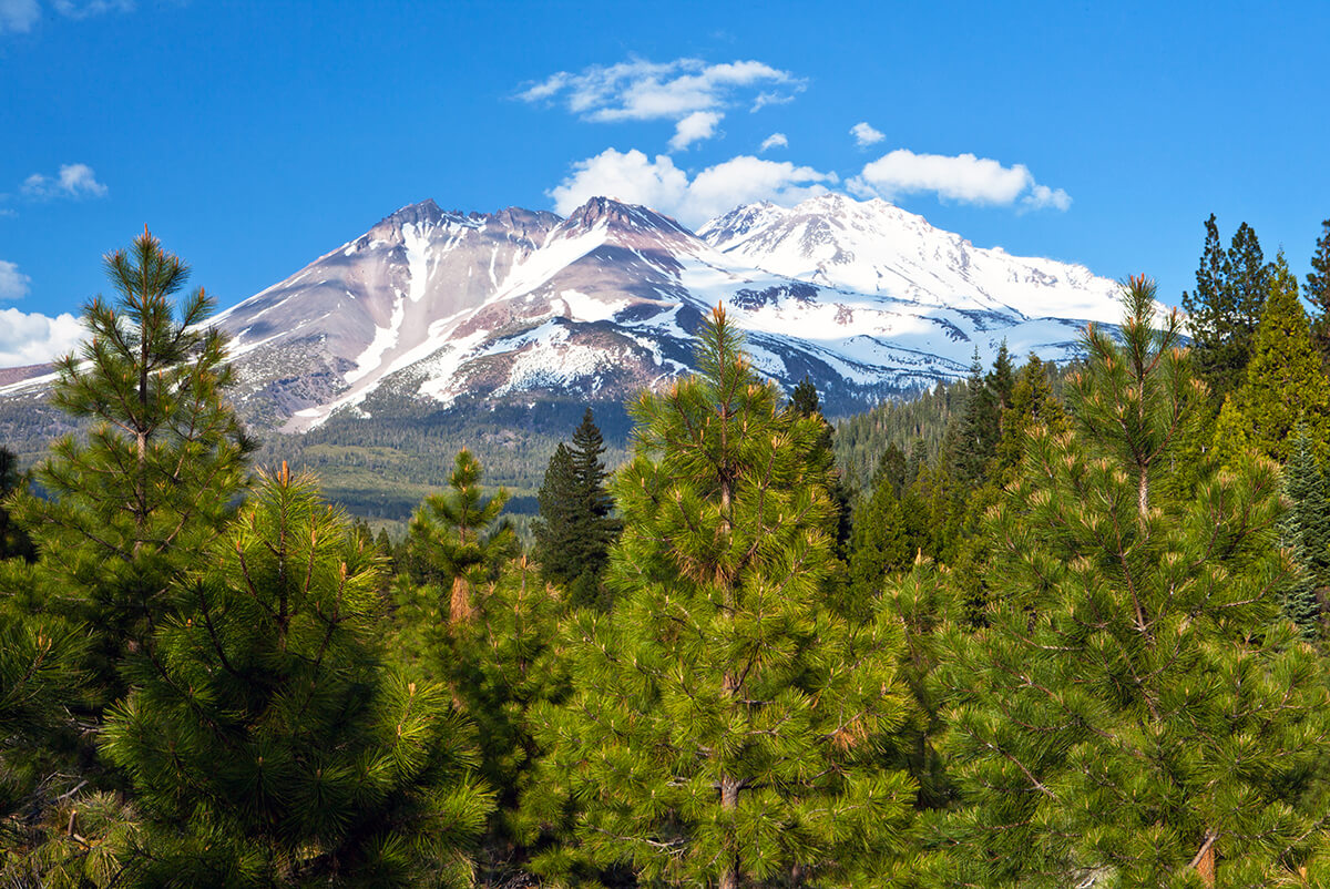 Timber Management - The California Forest Foundation
