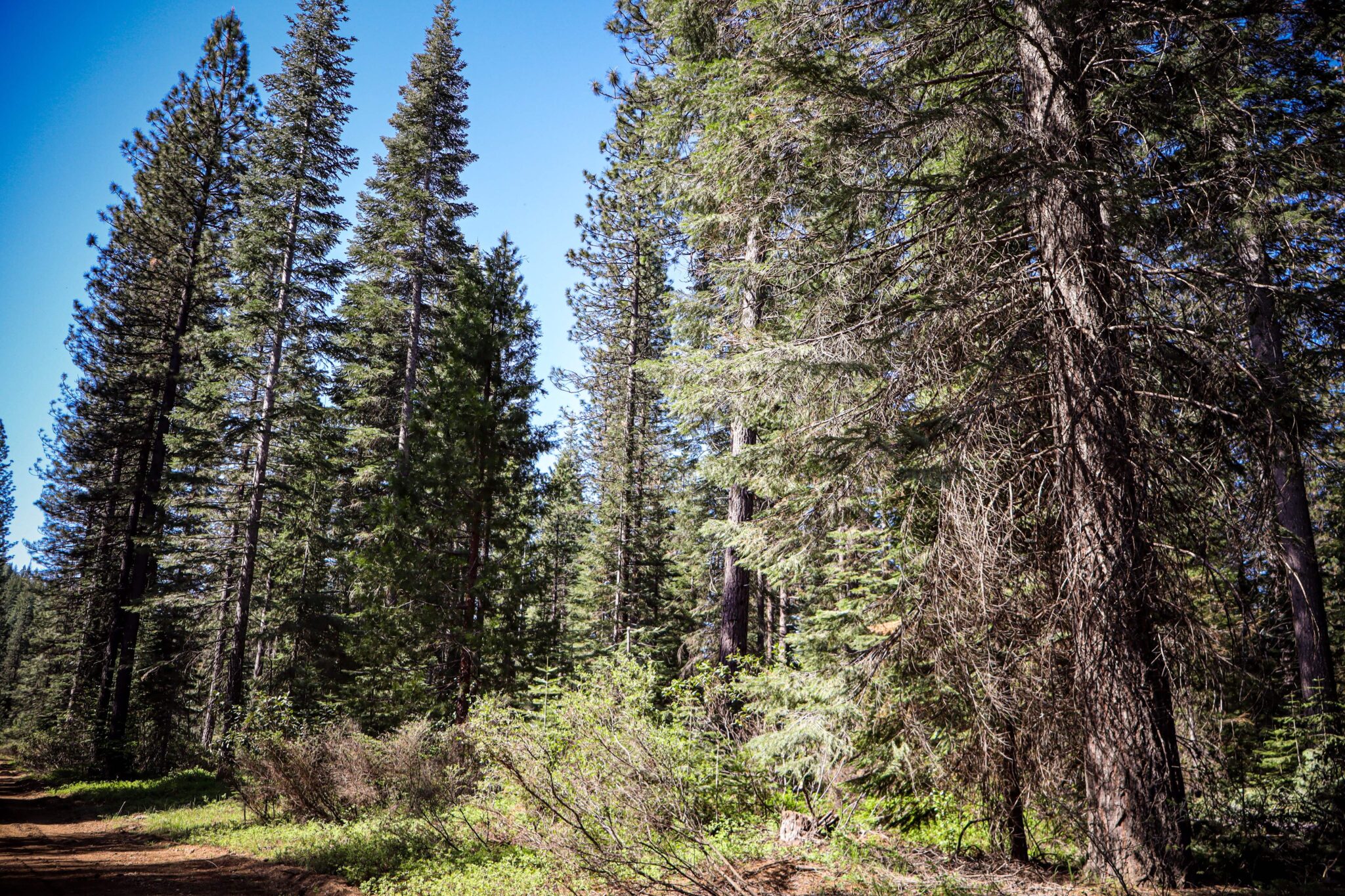 Forest Tours - The California Forest Foundation