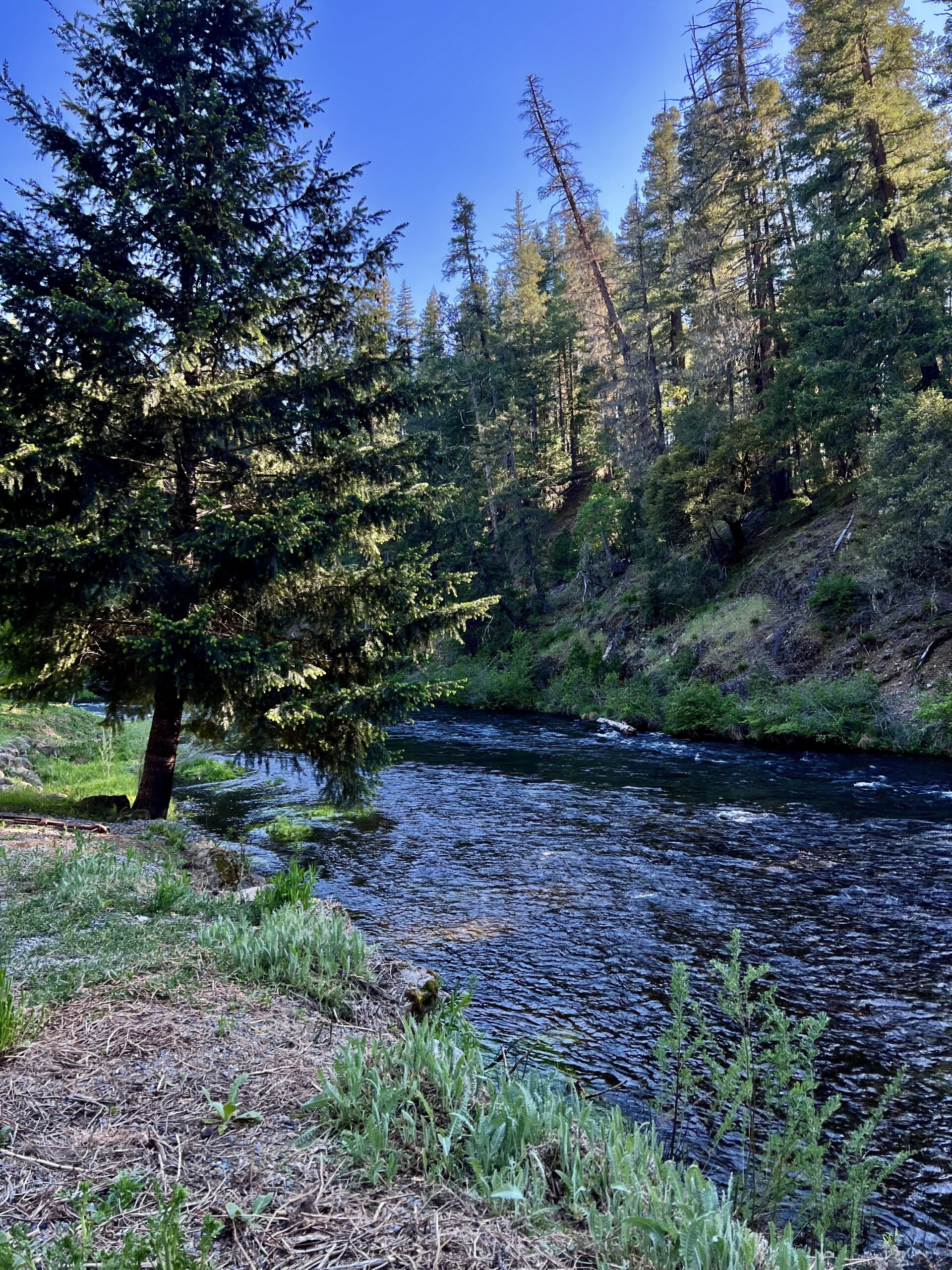 Forest Management - The California Forest Foundation