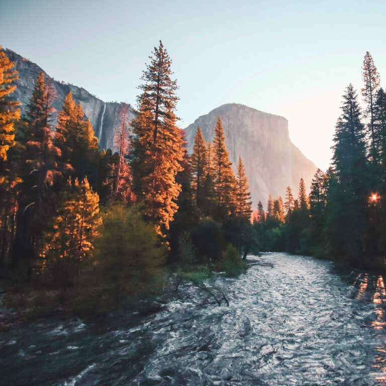 Forest Management - The California Forest Foundation