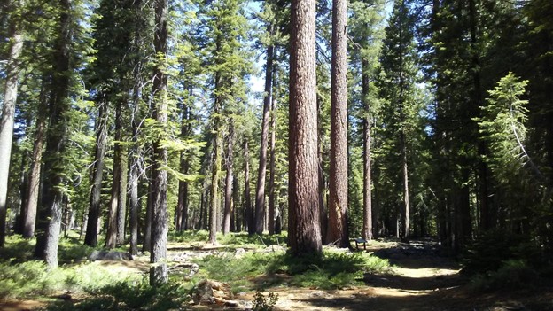 California's Forests - The California Forest Foundation