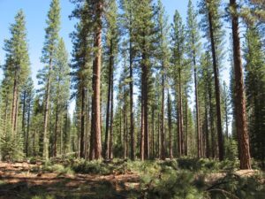 Welcome - The California Forest Foundation