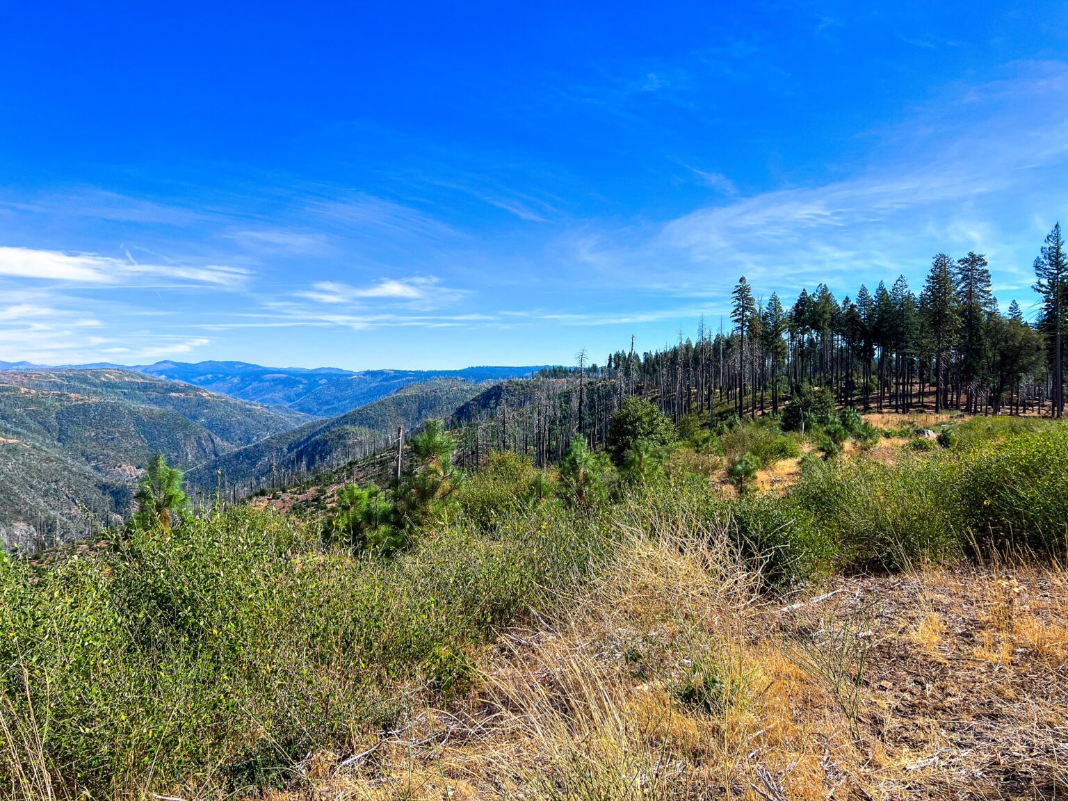Forest Management - The California Forest Foundation