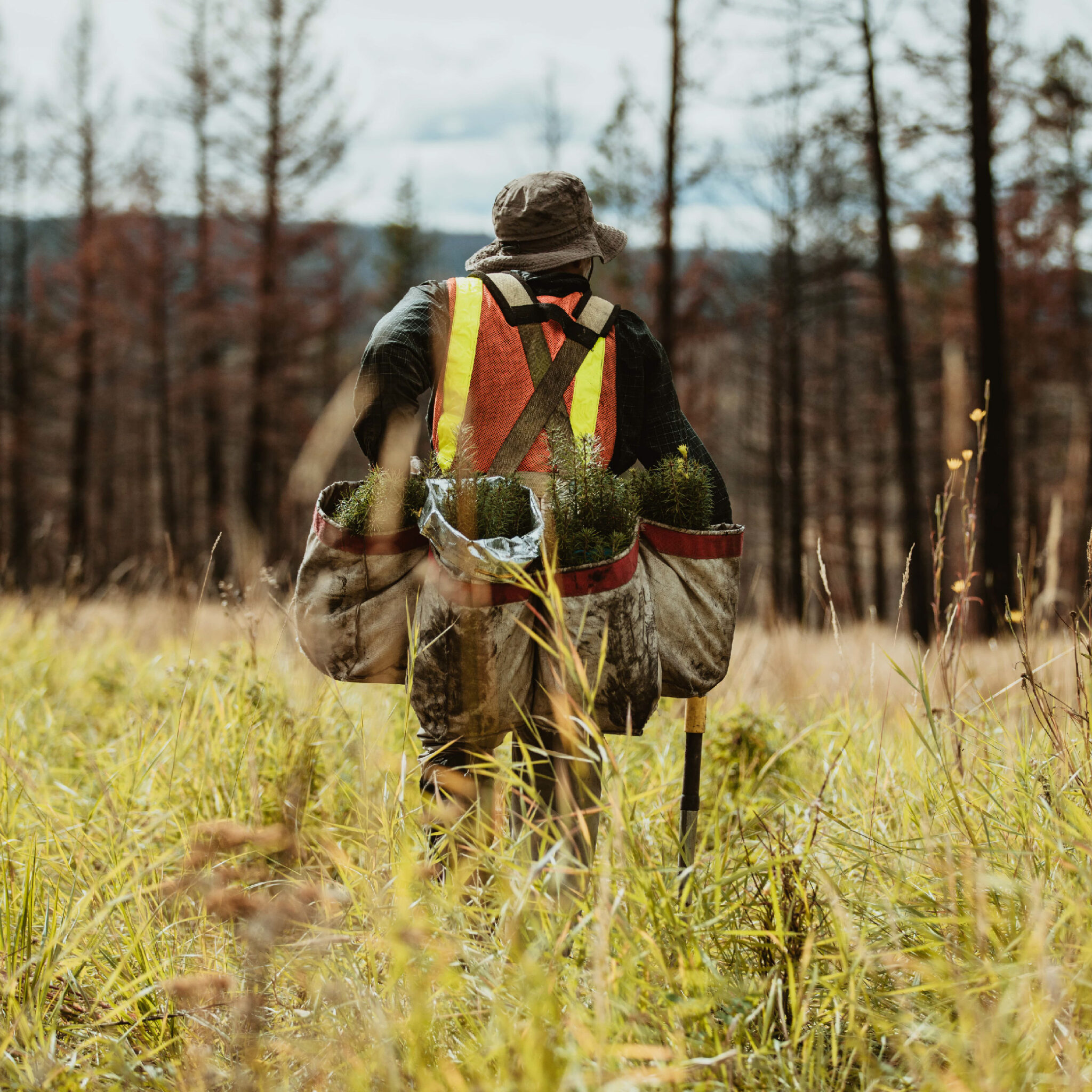 Forest Management - The California Forest Foundation